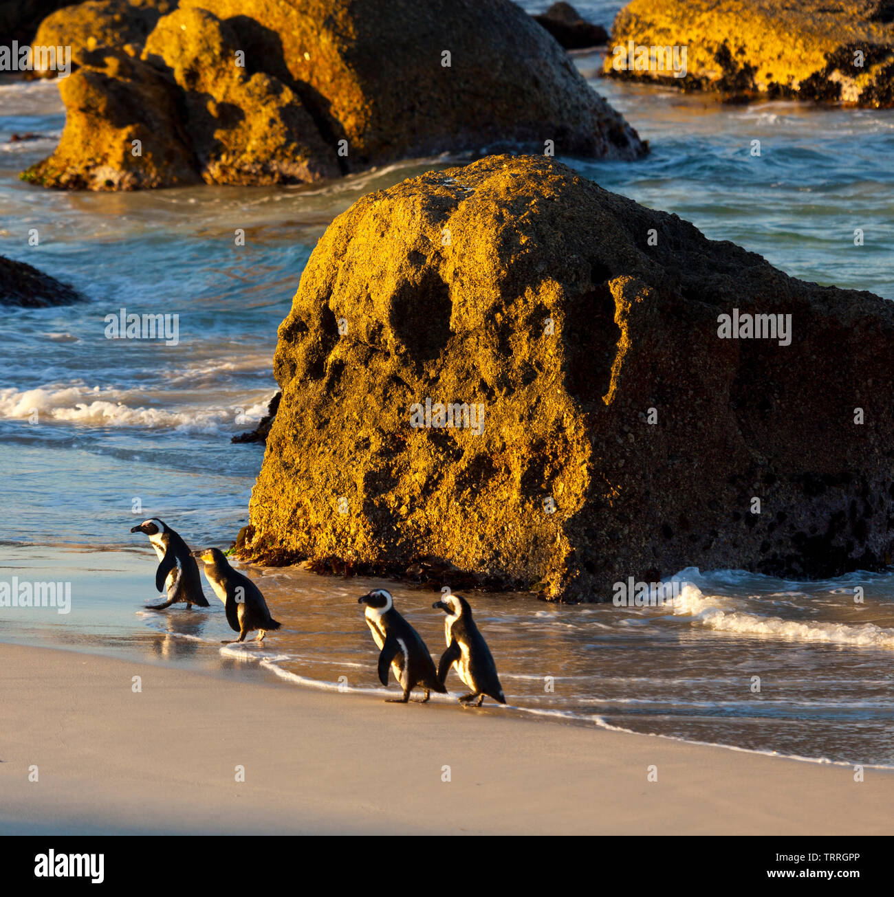 AFRICAN PENGUIN, False Bay, South Africa, Africa Stock Photo - Alamy
