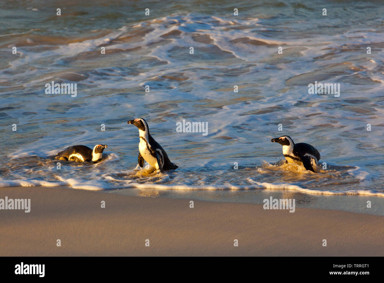 AFRICAN PENGUIN, False Bay, South Africa, Africa Stock Photo - Alamy