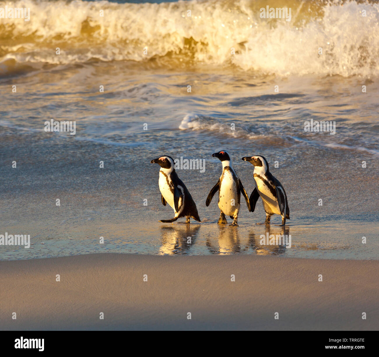 AFRICAN PENGUIN, False Bay, South Africa, Africa Stock Photo - Alamy