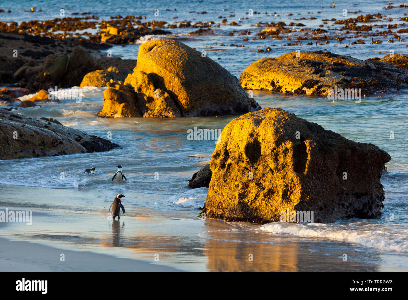 AFRICAN PENGUIN, False Bay, South Africa, Africa Stock Photo - Alamy