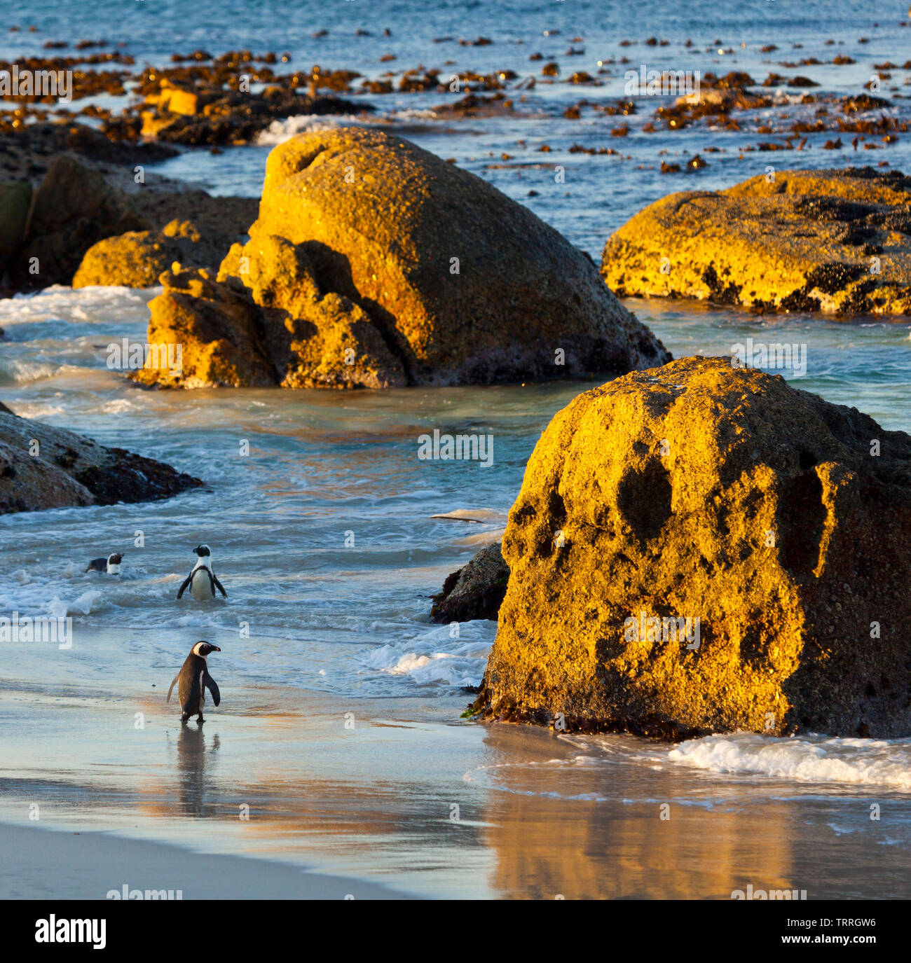 AFRICAN PENGUIN, False Bay, South Africa, Africa Stock Photo - Alamy