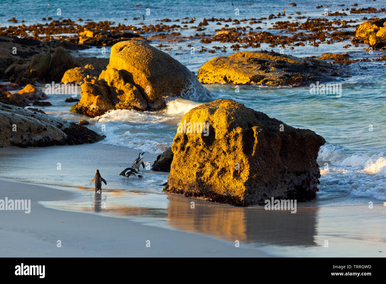 AFRICAN PENGUIN, False Bay, South Africa, Africa Stock Photo - Alamy