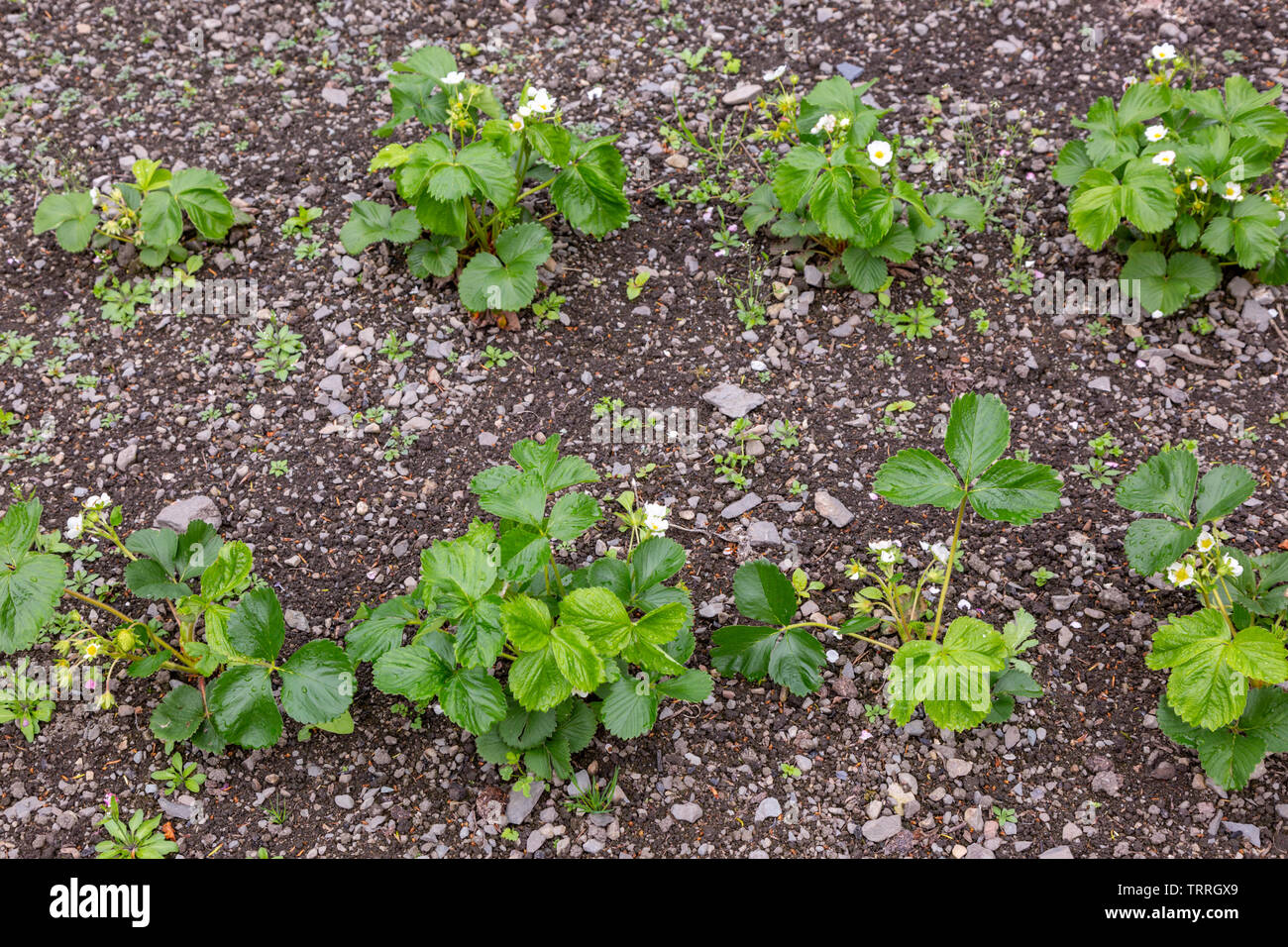 Strawberry plants close up Stock Photo - Alamy