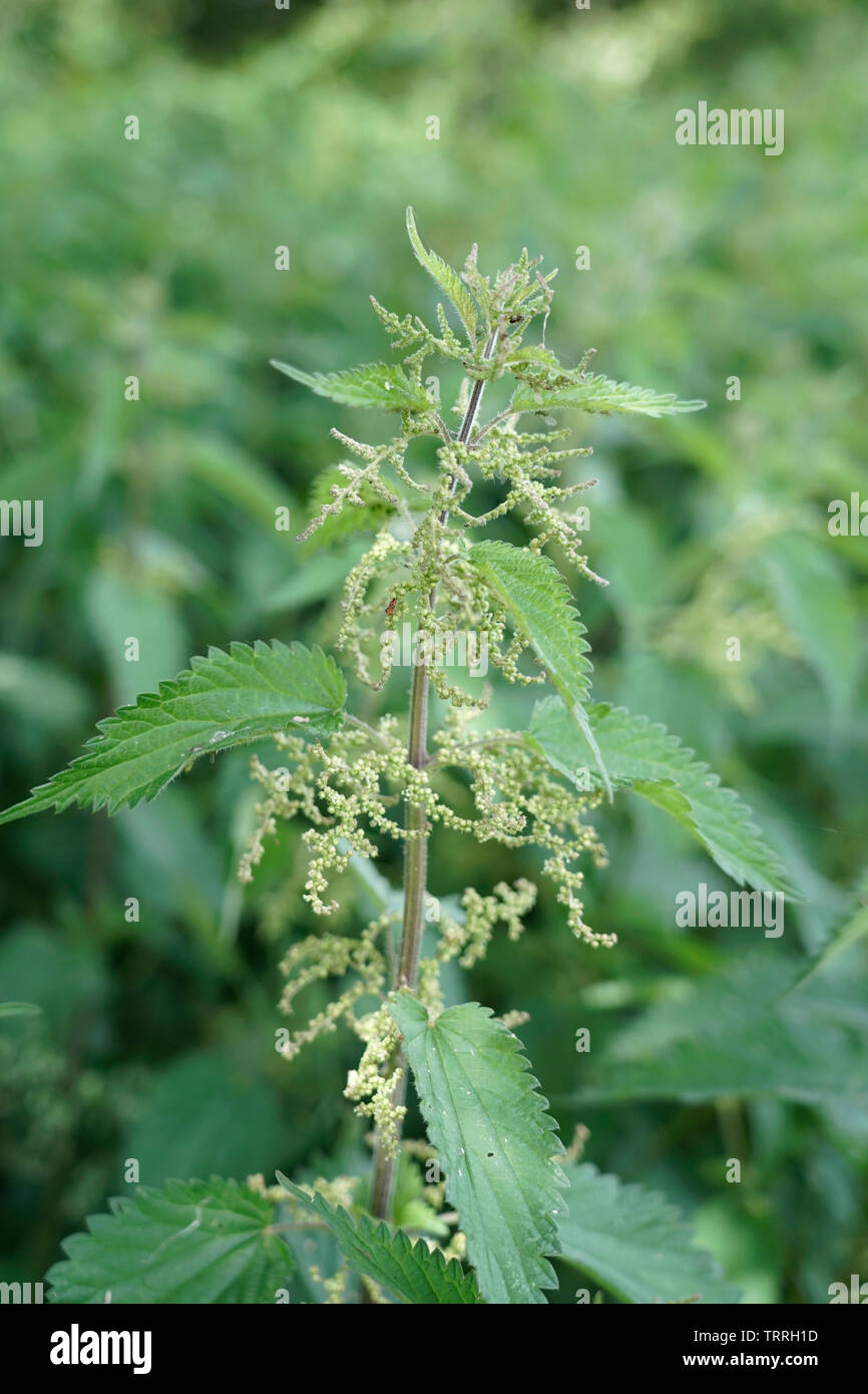 Stinging nettle (Urtica dioica Stock Photo - Alamy