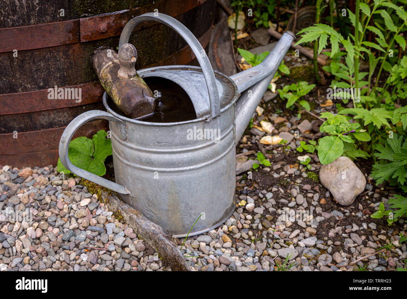 Watering can with an old water butt wooden barrel in a cottage garden ...