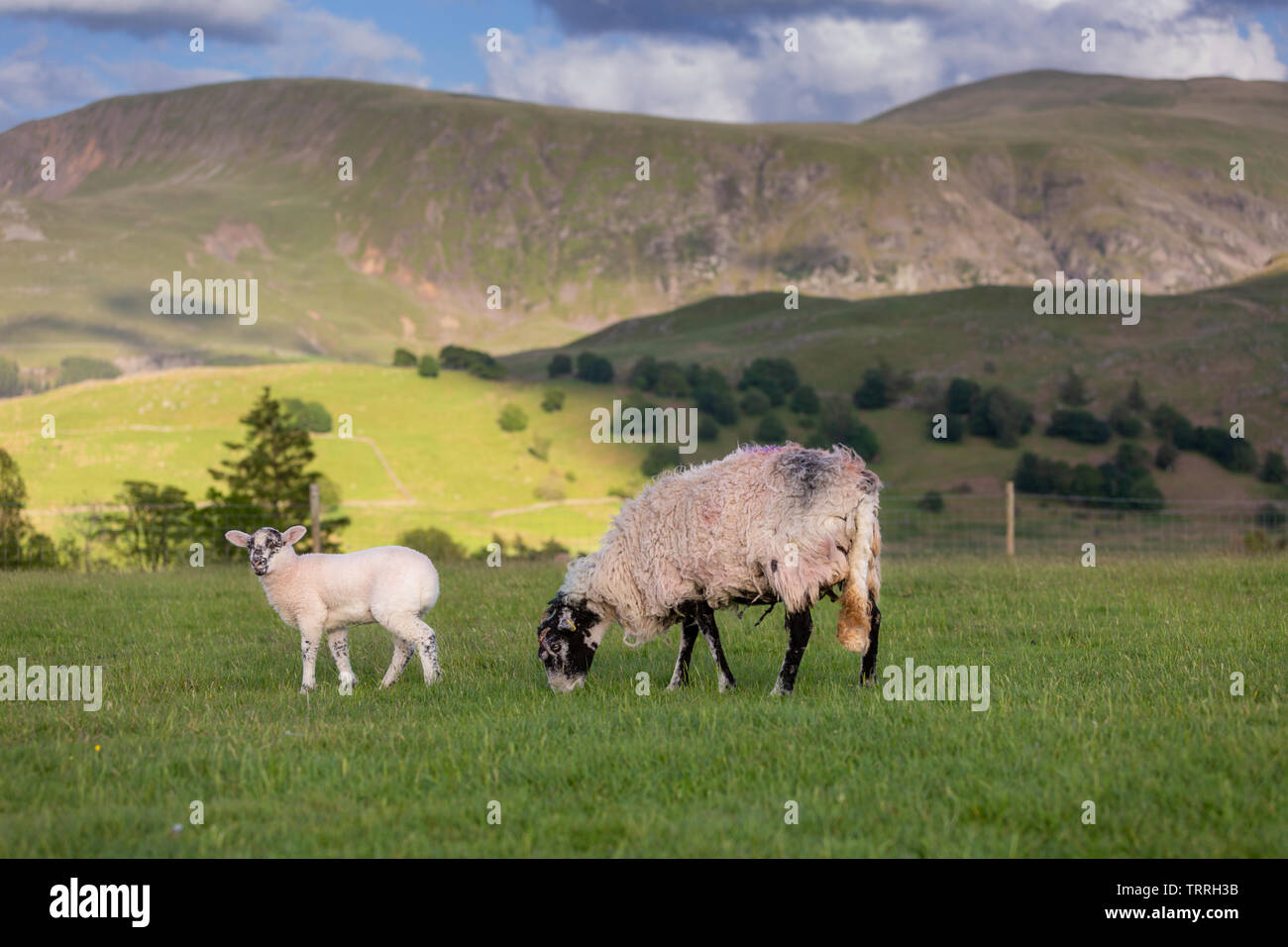 Uk sheep hi-res stock photography and images - Alamy