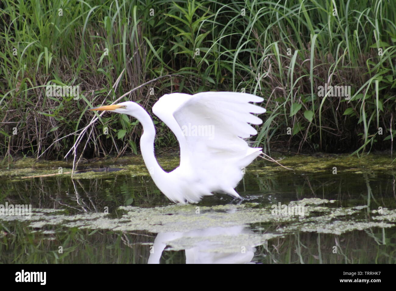 Wings of Egret Stock Photo - Alamy
