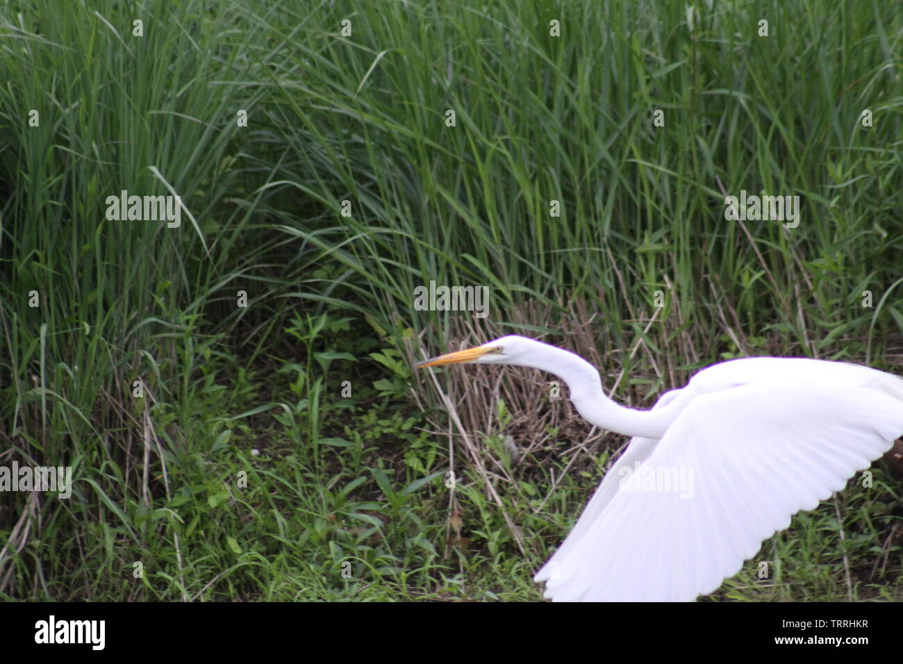 Gracefulness hi-res stock photography and images - Alamy