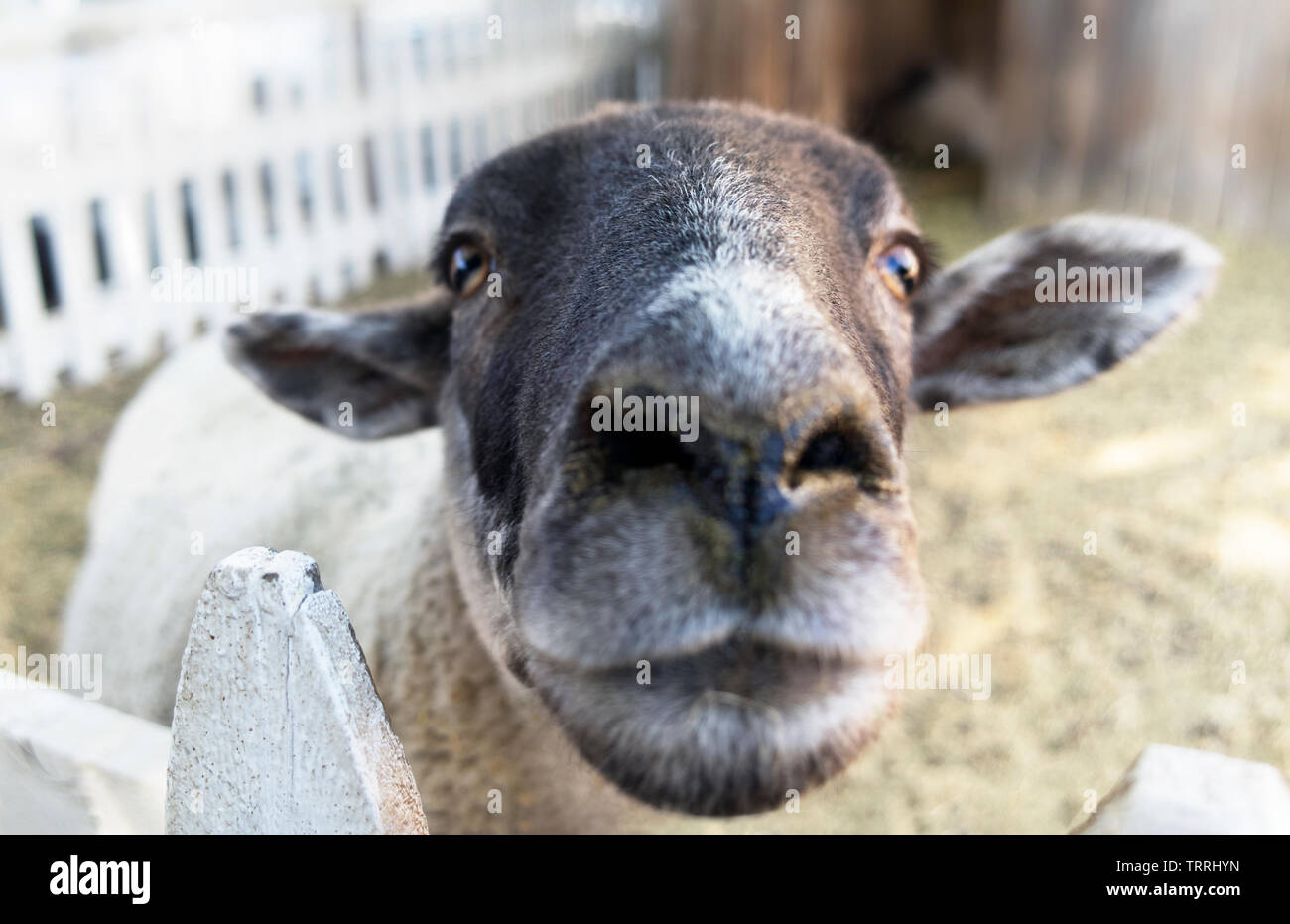 Dorper sheep hi-res stock photography and images - Alamy
