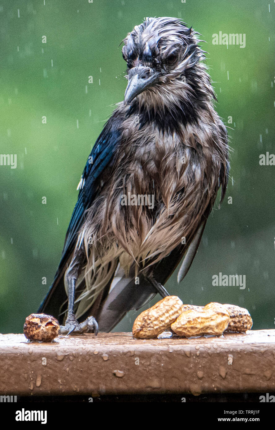 Wet Blue Jay High Resolution Stock Photography and Images - Alamy