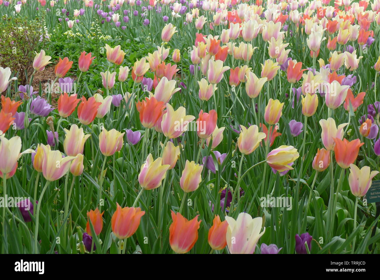 Dallas gardens hi-res stock photography and images - Alamy