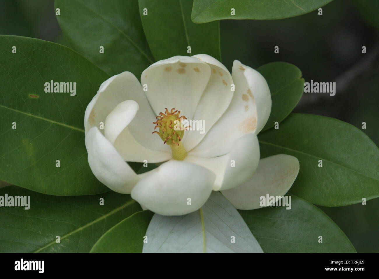 Open petals and style Stock Photo - Alamy