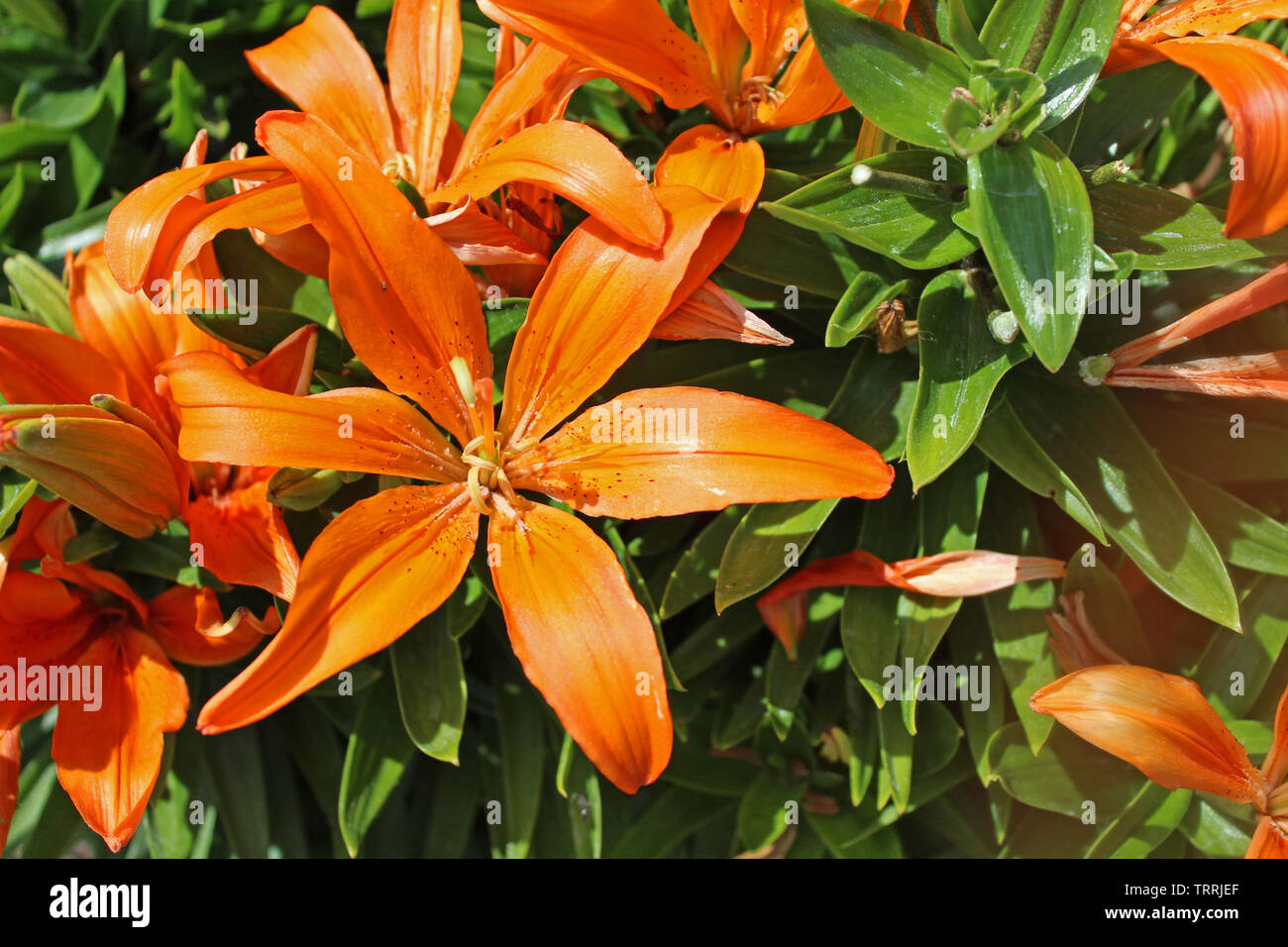 Orange fire lily hi-res stock photography and images - Alamy