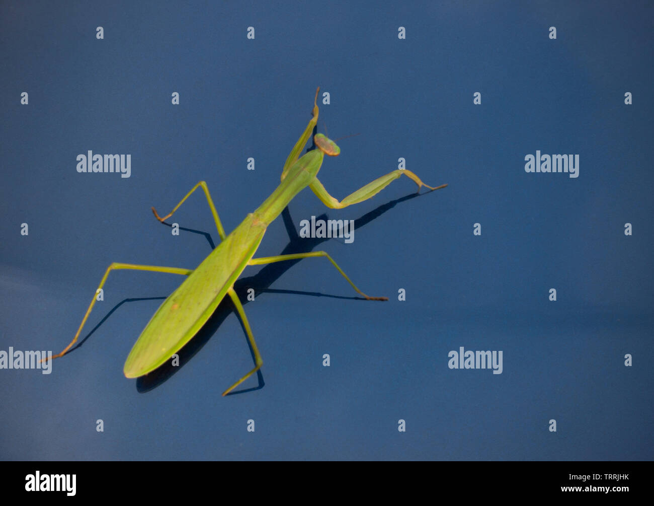 Praying Mantis insect on blue background Stock Photo - Alamy
