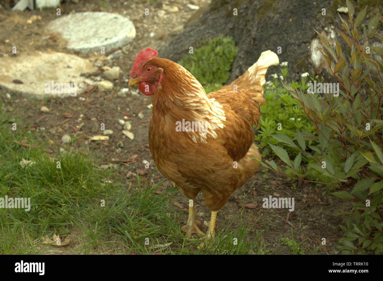 Old Biddy Hen Looks For Bugs In The Yard Stock Photo - Alamy