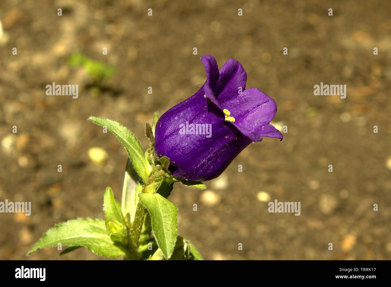 Bell shaped purple flower hi-res stock photography and images - Alamy