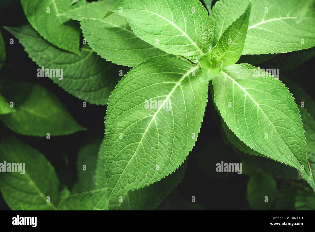 Close up of nature green leaves in the garden with soft focus and blur ...
