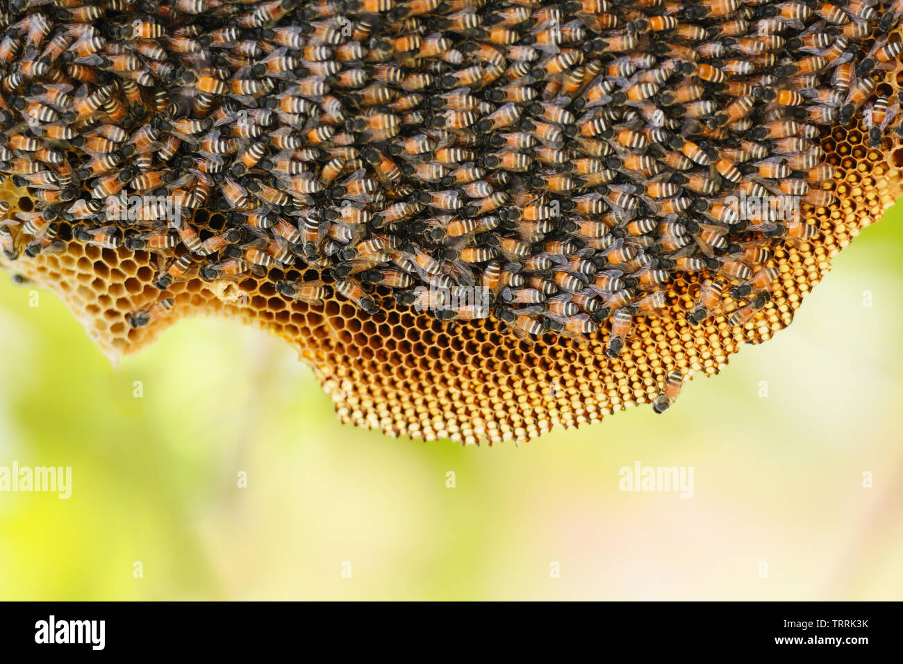Honey Bees Comb In Tree