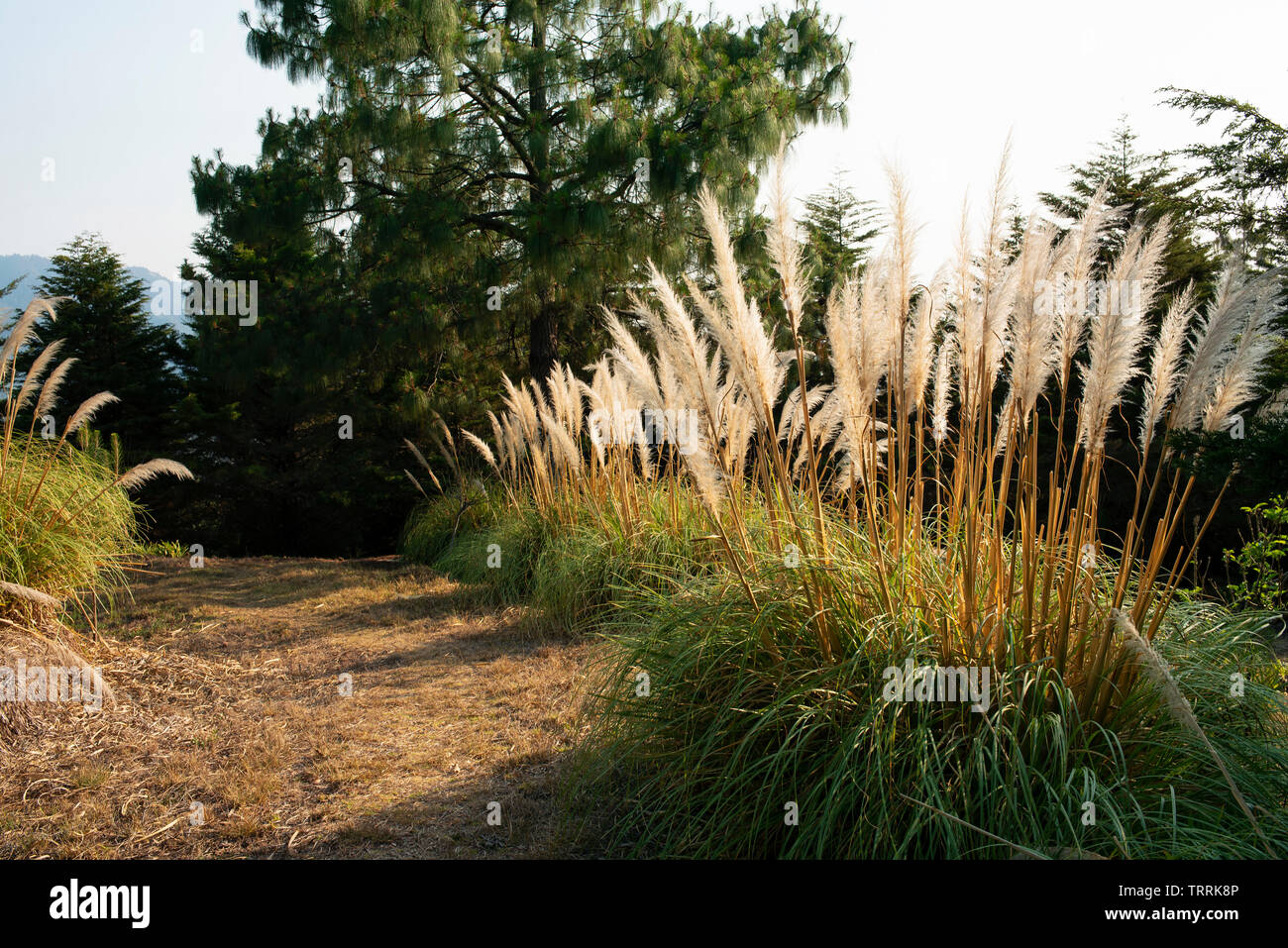 Reed grass hi-res stock photography and images - Alamy