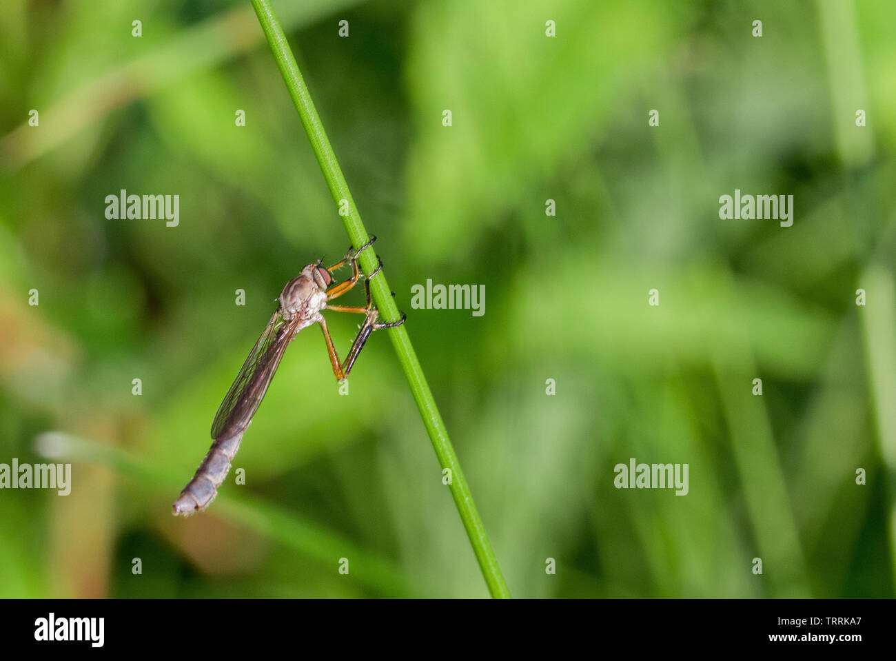 Striped slender robber fly hi-res stock photography and images - Alamy