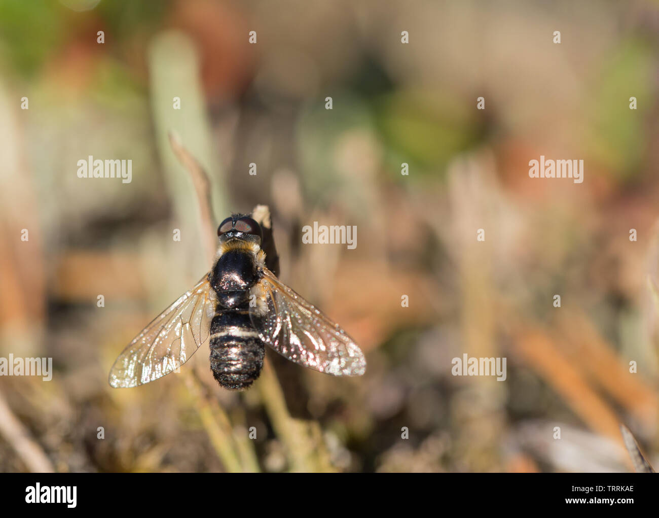 Heath bee fly hi-res stock photography and images - Alamy