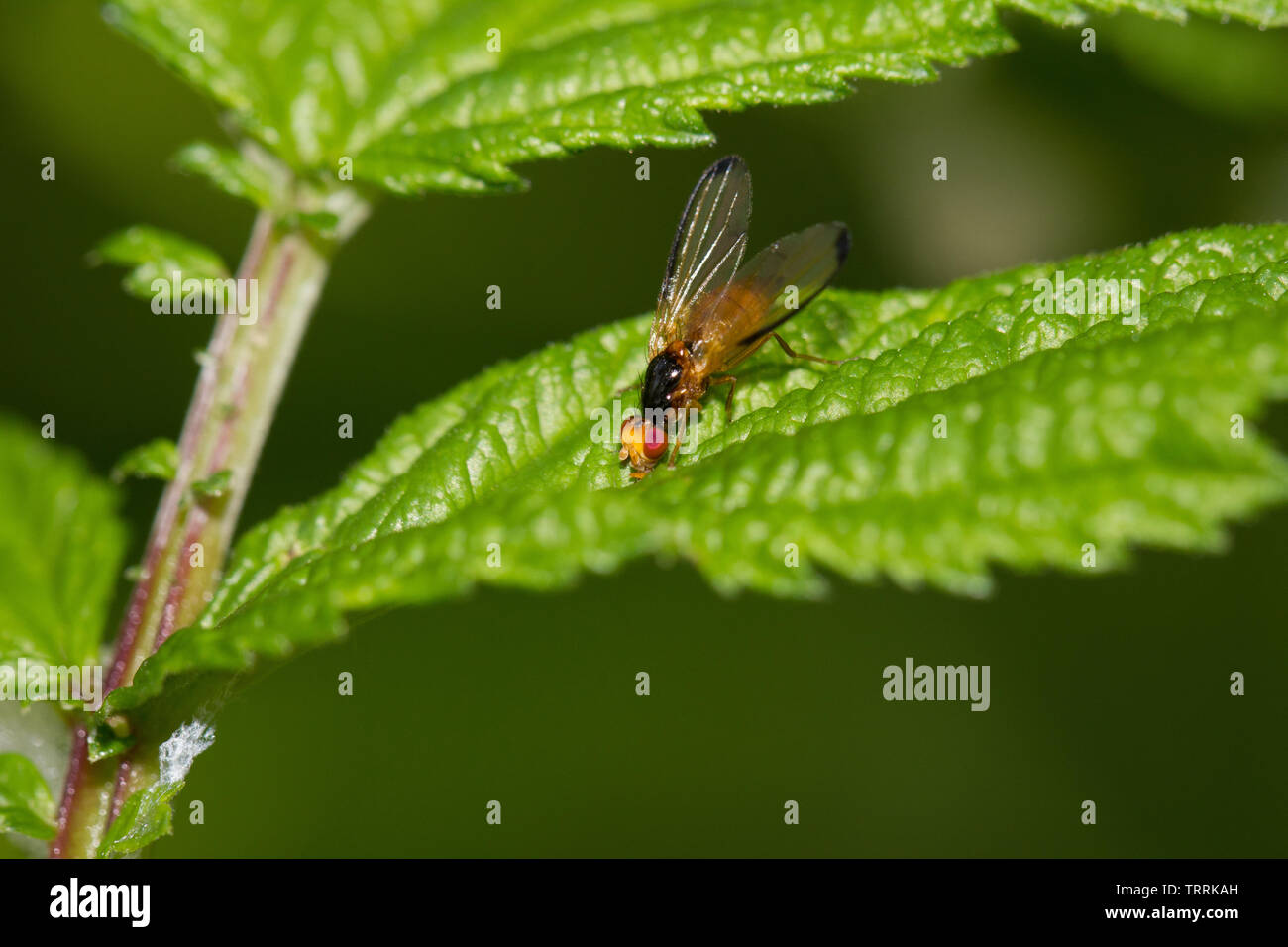Hogweed flutter fly Stock Photo - Alamy