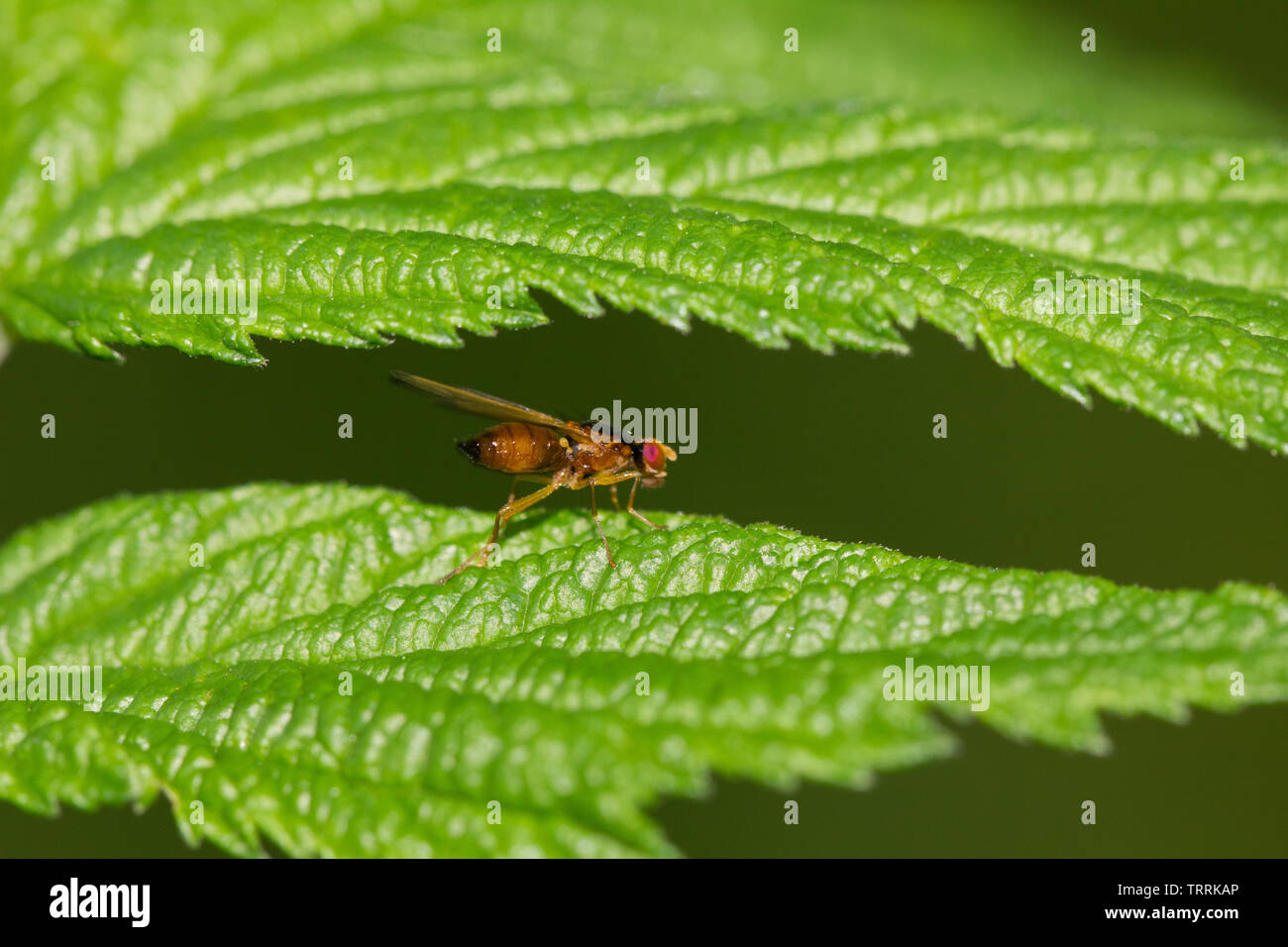 Hogweed flutter fly Stock Photo - Alamy