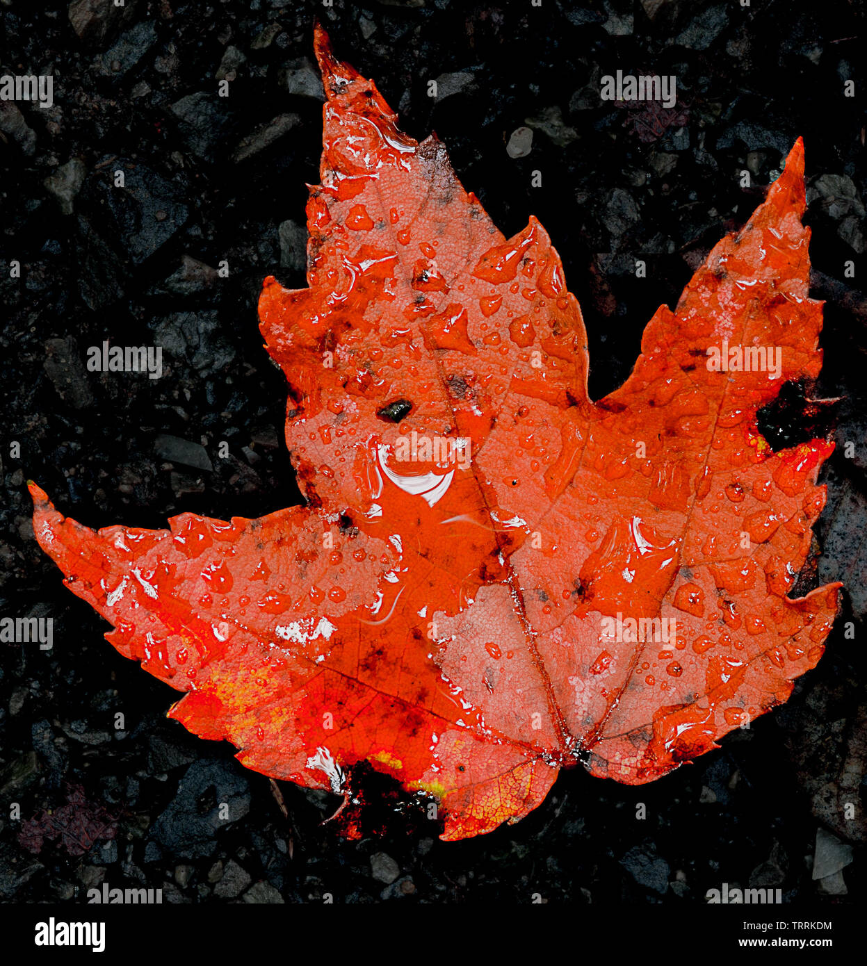 Acer saccharum autumn hi-res stock photography and images - Alamy