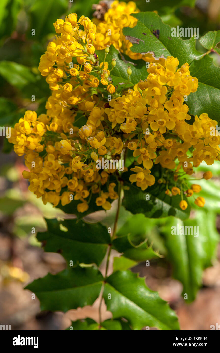 Tall Oregon Grape, (Mahonia aquifolium) in bloom Stock Photo - Alamy