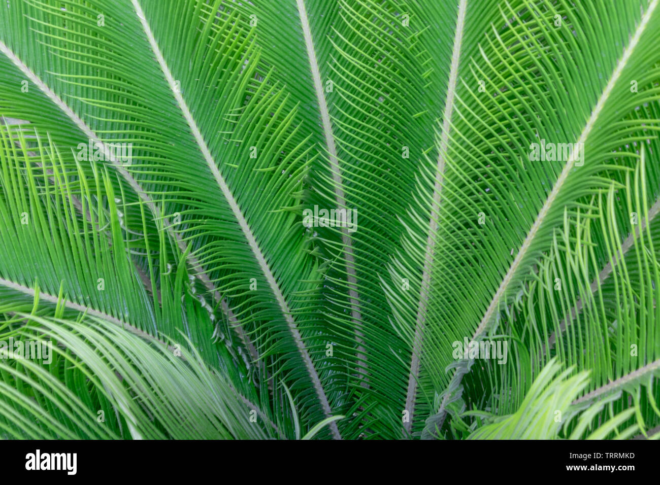 Palm tree leaf texture or background pattern Stock Photo - Alamy