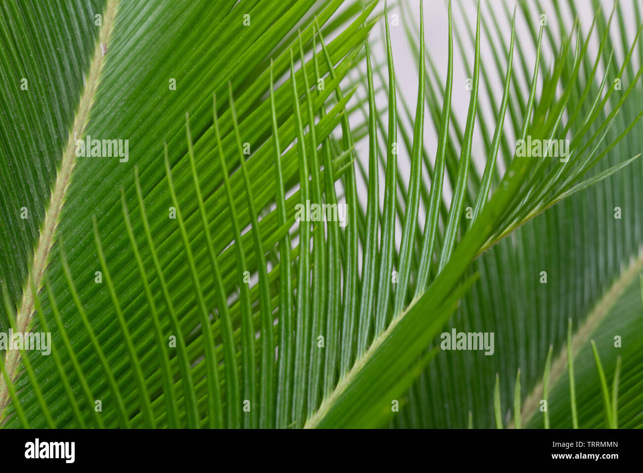 Palm tree leaves texture hi-res stock photography and images - Alamy