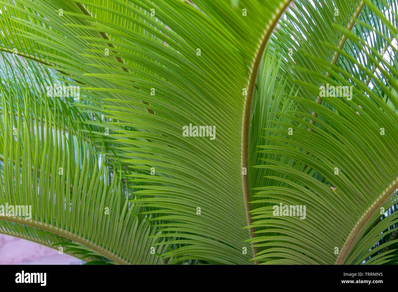 Palm tree leaf texture or background pattern Stock Photo - Alamy