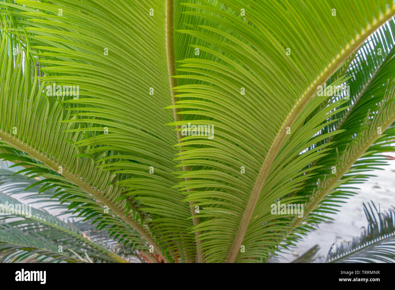 Palm tree leaves texture hi-res stock photography and images - Alamy