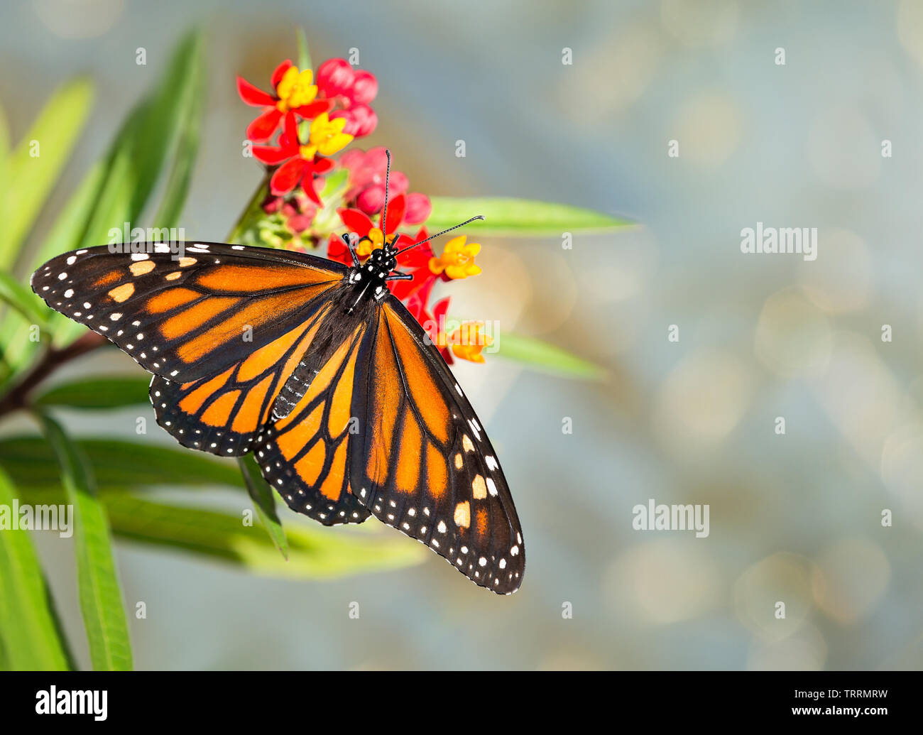 Newly emerged Monarch butterfly (Danaus plexippus) feeding on tropical ...