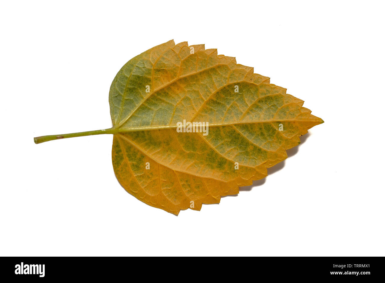 Green leaf isolated on white background. Leaf Clipping Path Stock Photo ...