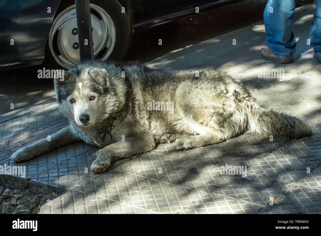 Haski hi-res stock photography and images - Alamy