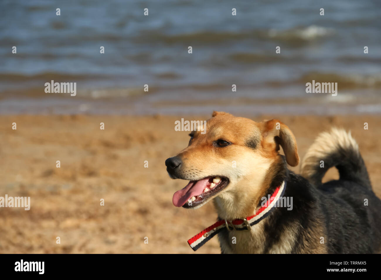 happy dogs playing in the sand on the beach pet friendly Stock Photo ...