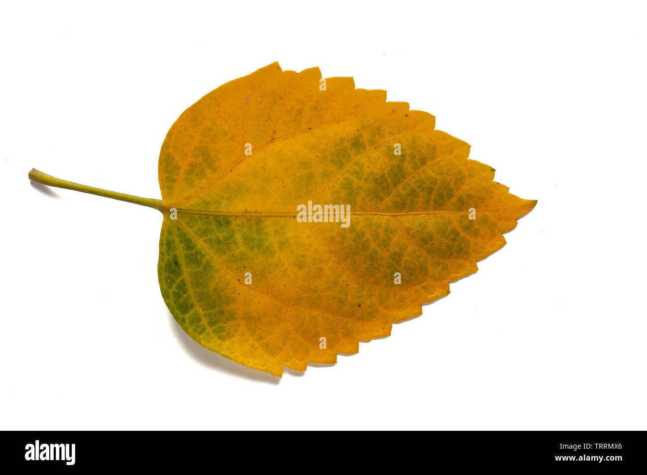 Summer forest path on Cut Out Stock Images & Pictures - Alamy