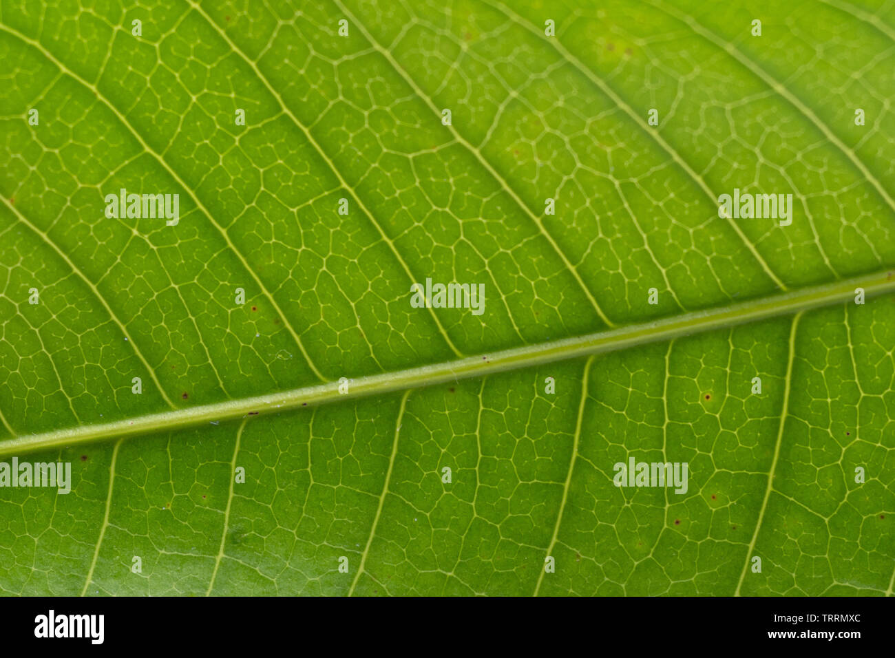 Green healthy leaf hi-res stock photography and images - Alamy