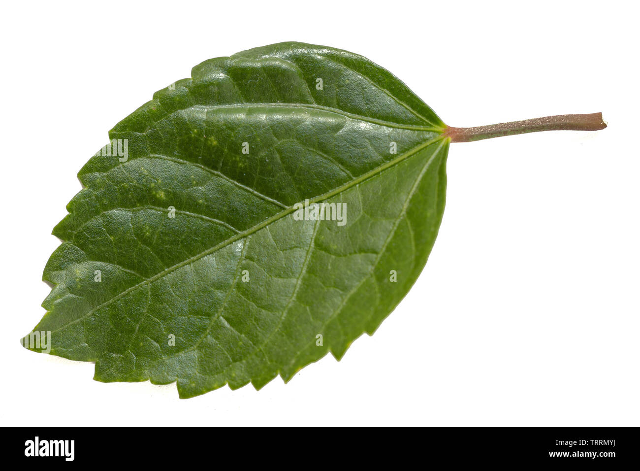Garden path autumn Cut Out Stock Images & Pictures - Alamy