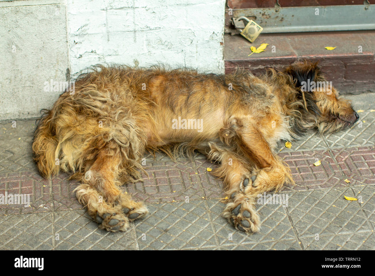 Stray dogs on dirty street hi-res stock photography and images - Alamy