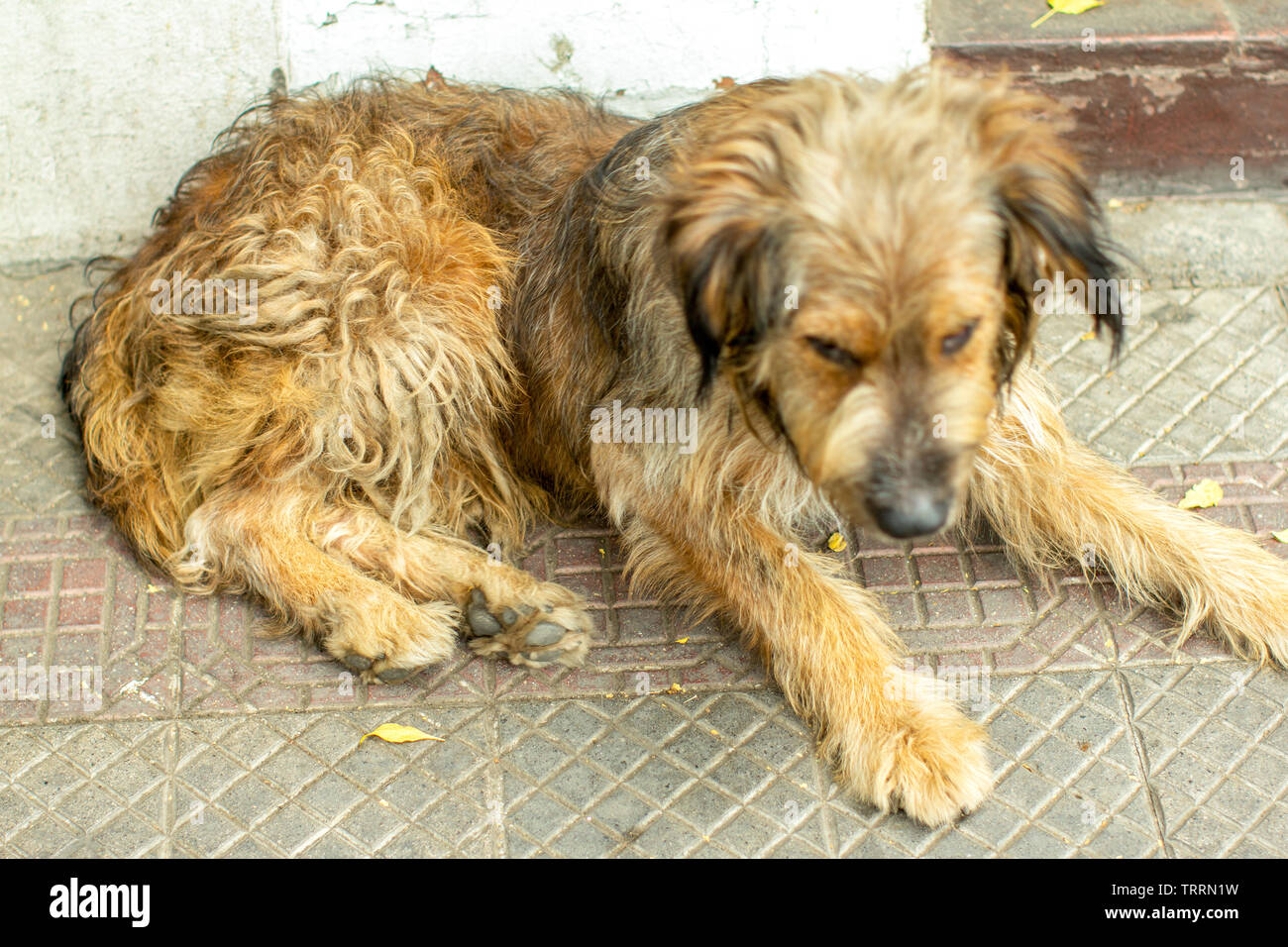 Asia summer cute on the floor sitting nature hi-res stock photography ...