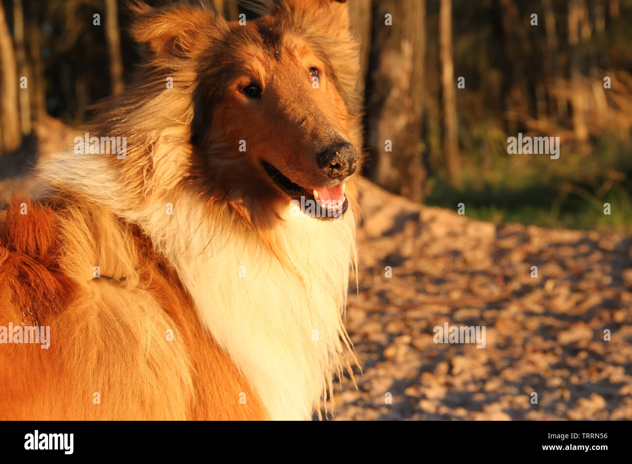 happy dogs playing in the sand on the beach pet friendly Stock Photo ...