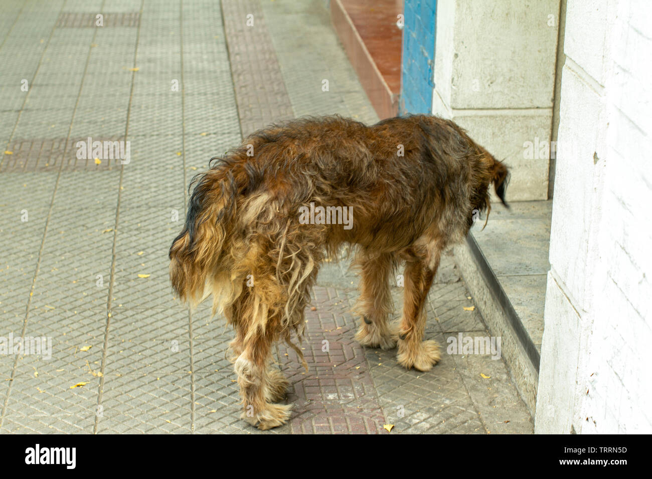 Stray dog with very messy fur on the street Stock Photo - Alamy