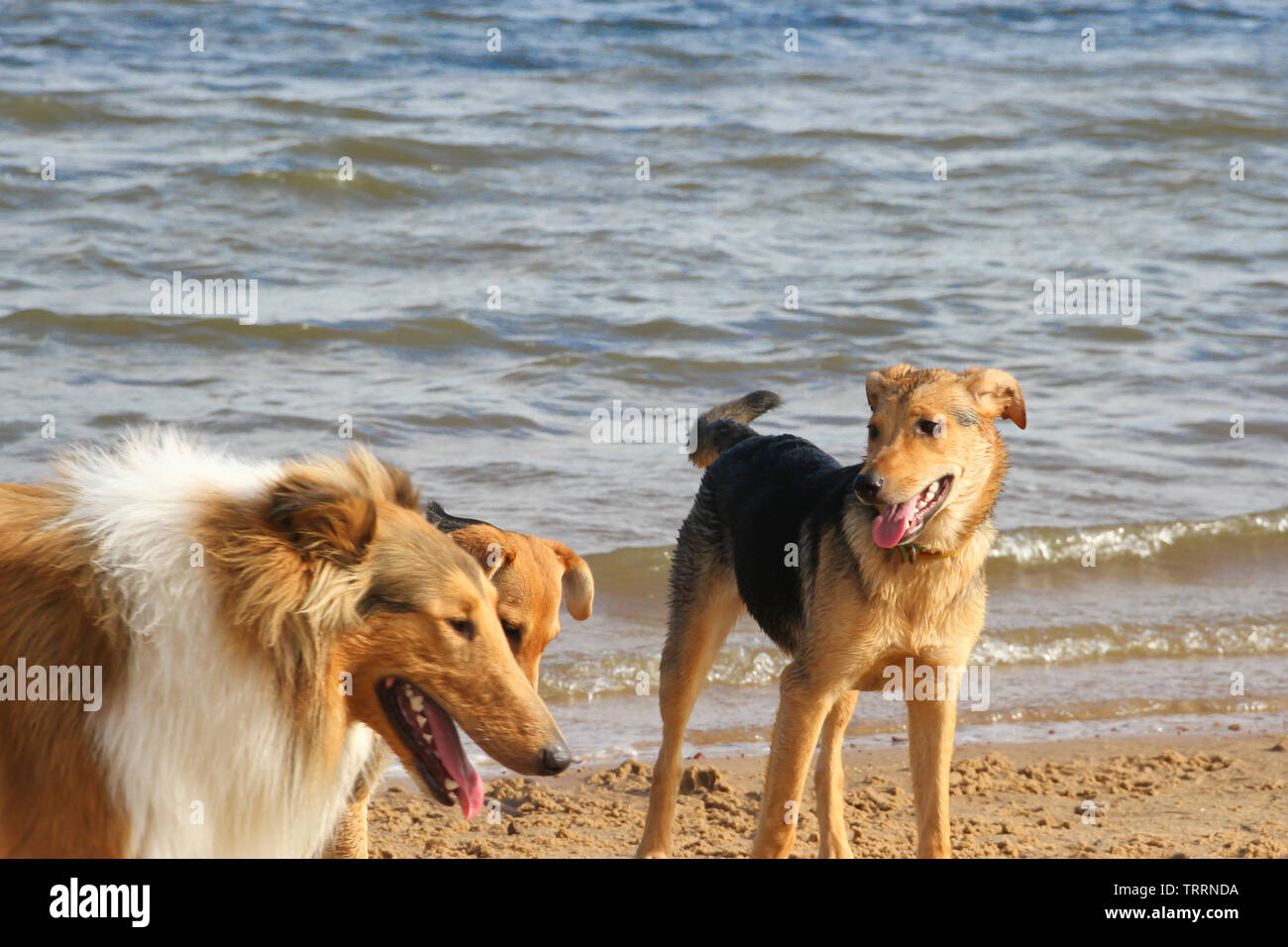 happy dogs playing in the sand on the beach pet friendly Stock Photo ...