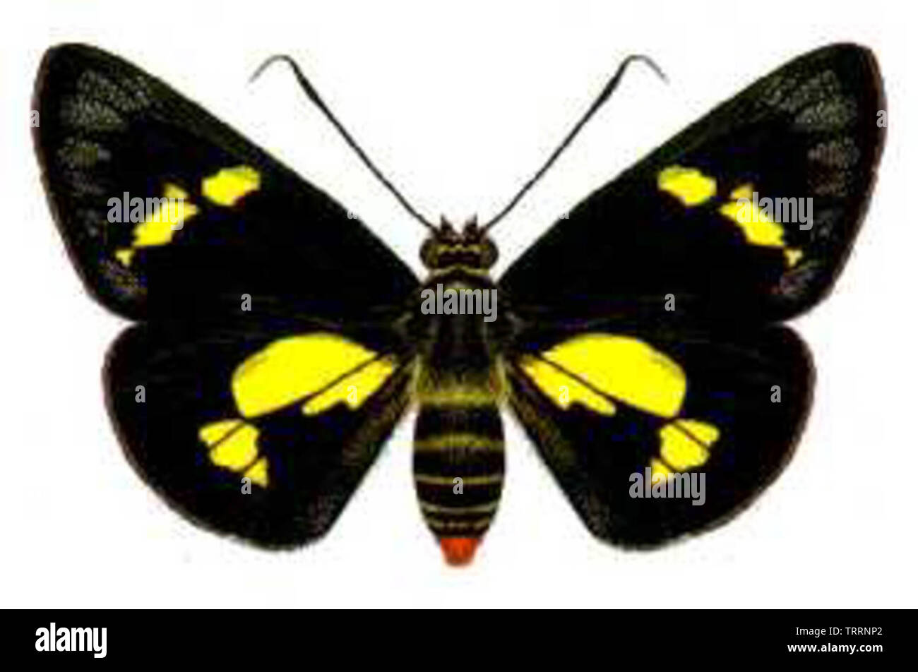 The regent skipper euschemon rafflesia hi-res stock photography and ...