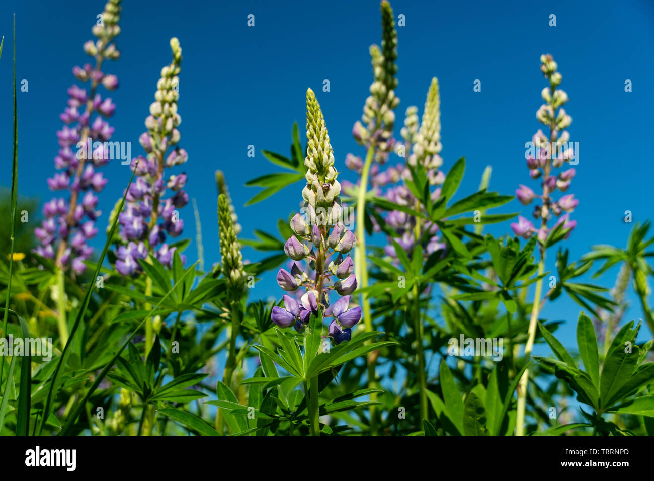 Vivid green lupine leaves hi-res stock photography and images - Alamy