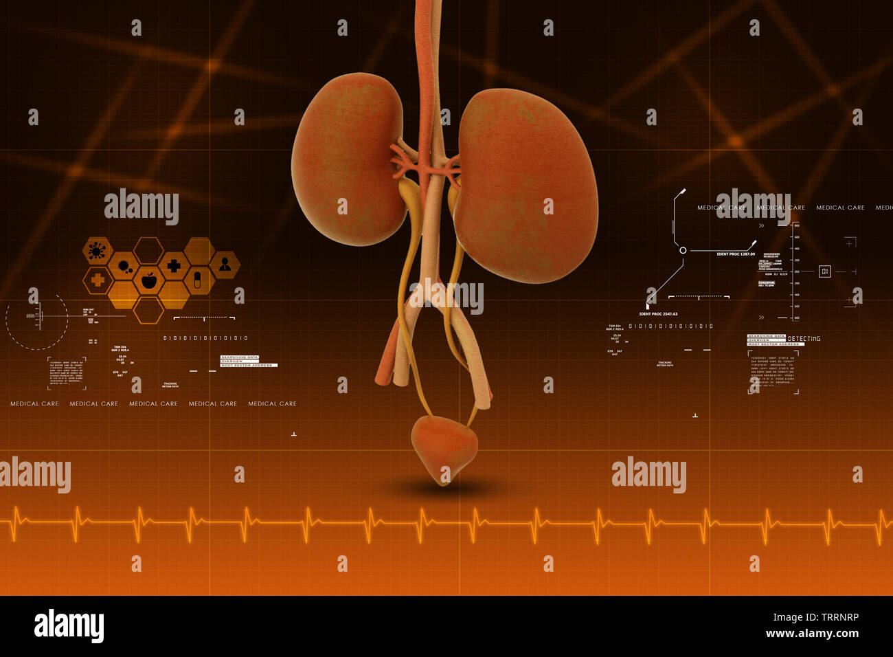 Urinary system drawing hi-res stock photography and images - Alamy