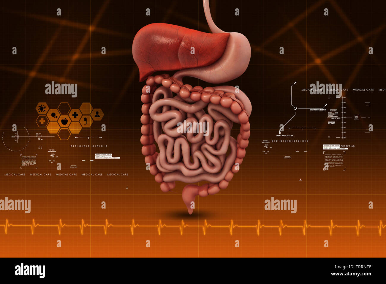 human digestive system Stock Photo - Alamy