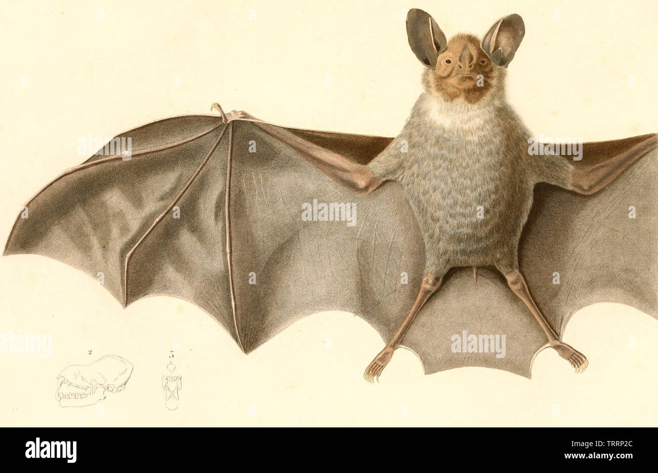 Round eared hi-res stock photography and images - Alamy